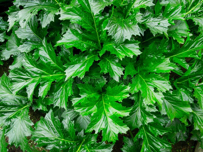 Leaves Texture stock image. Image of green, ecology, closeup - 38839749