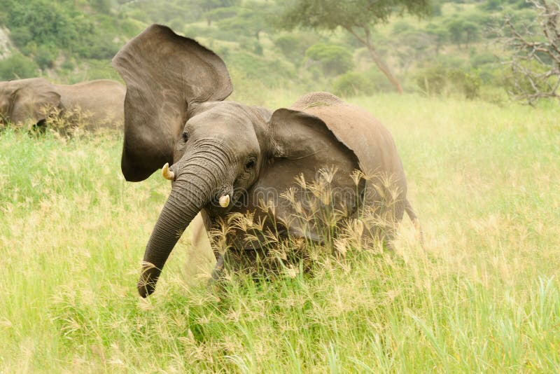 Wild Lebende Tiere in Afrika Stockfoto - Bild von abenteuer, baobab ...