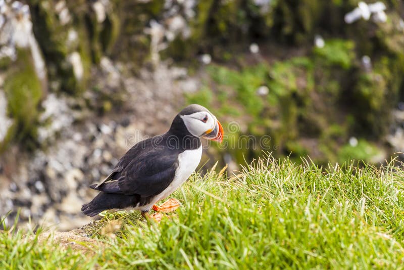 Wild Lebende Tiere Auf Island Stockbild - Bild von nord, isländisch ...