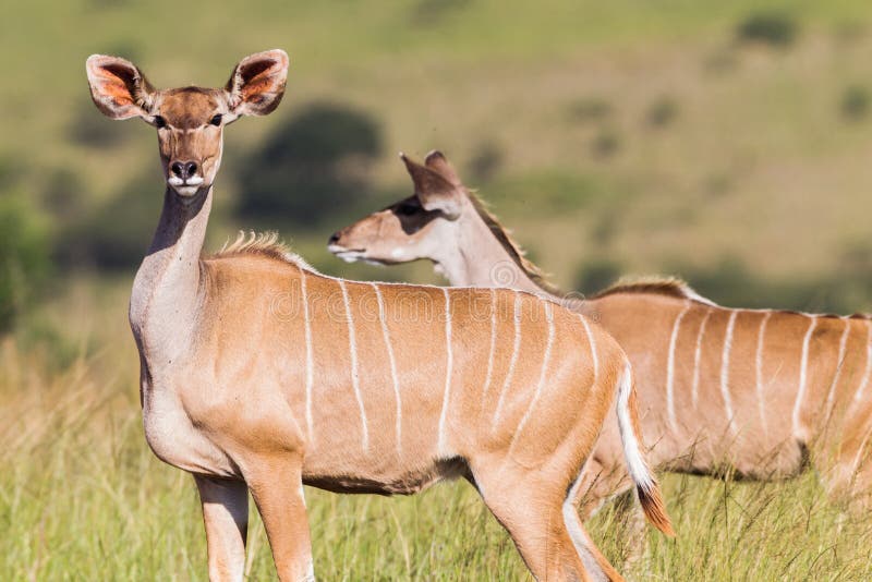 Wild Lebende Tiere Kudu Buck Animals Stockbild - Bild von jagd ...