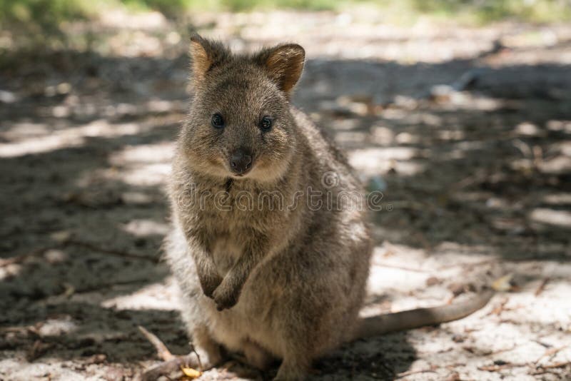 Wild Lebende Tiere Von Australien Stockbild - Bild von insel, känguruh ...