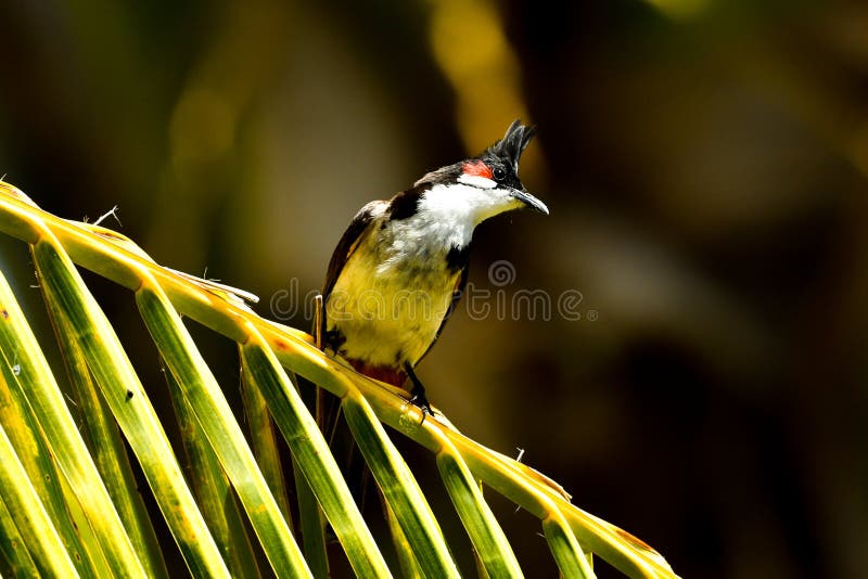 Mauritius Bulbul Hypsipetes Olivaceus Stockbild - Bild von tropisch ...