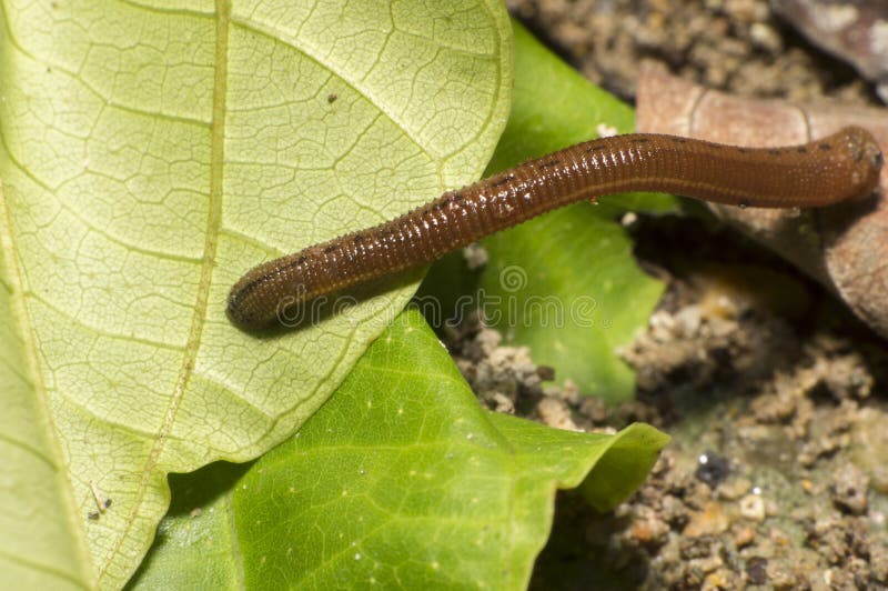 Wild Leech stock photo. Image of medicinal, cells, leech - 38344242