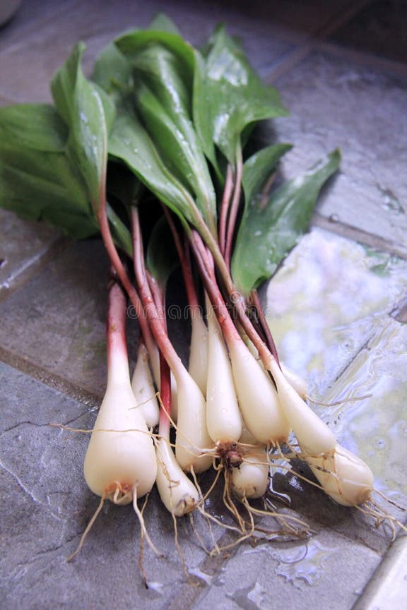 Wild Leeks stock image. Image of plant, leeks, food, spring - 14237629