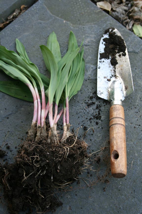 Wild Leeks or Ramps stock photo. Image of ramps, plant - 5489994