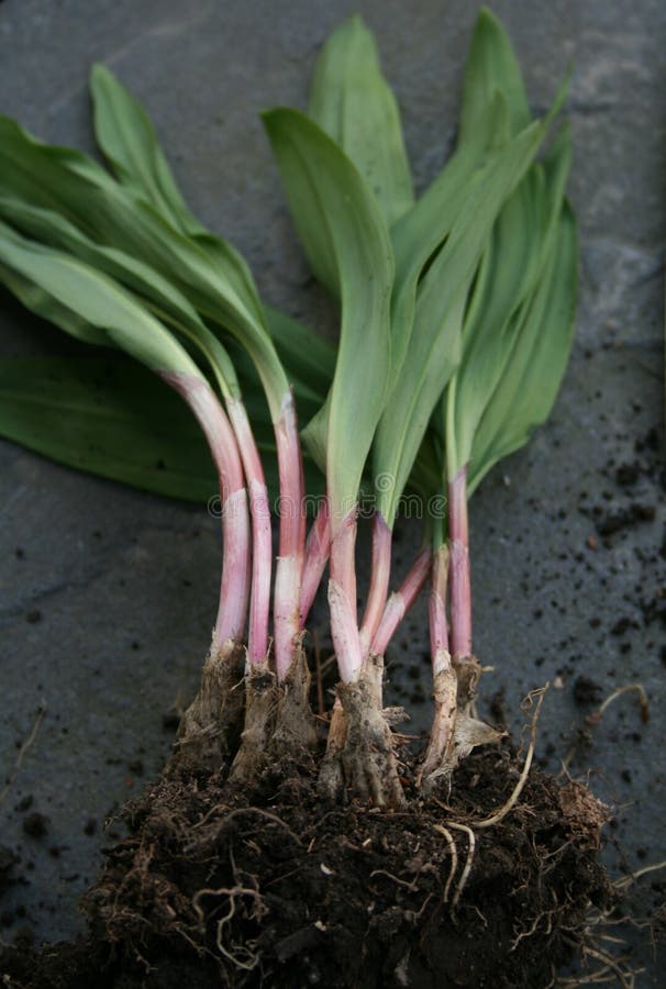 Wild Leeks or Ramps stock photo. Image of ramps, leaves - 5490024
