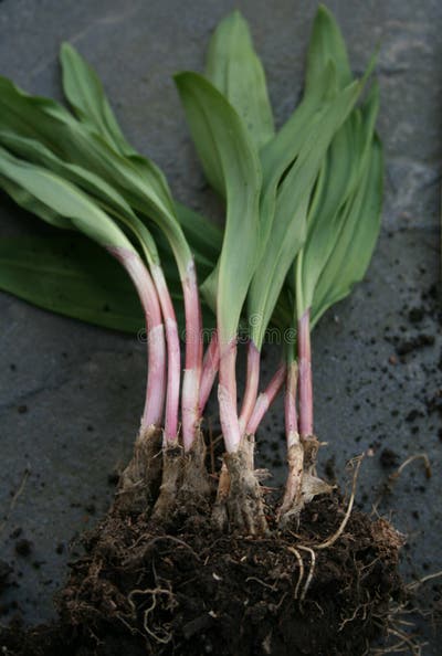 Wild Leeks or Ramps stock photo. Image of ramps, leaves - 5490024