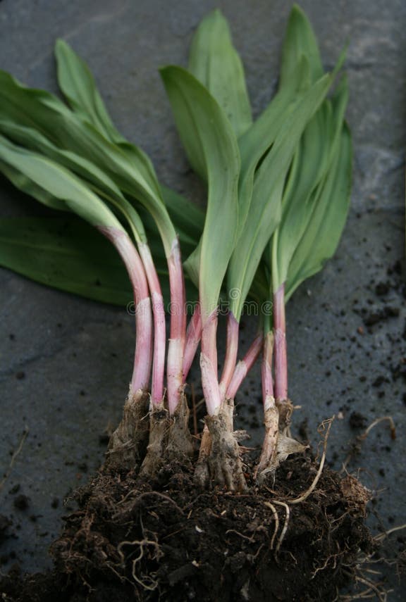 Wild Leeks or Ramps stock photo. Image of ramps, leaves - 5490024