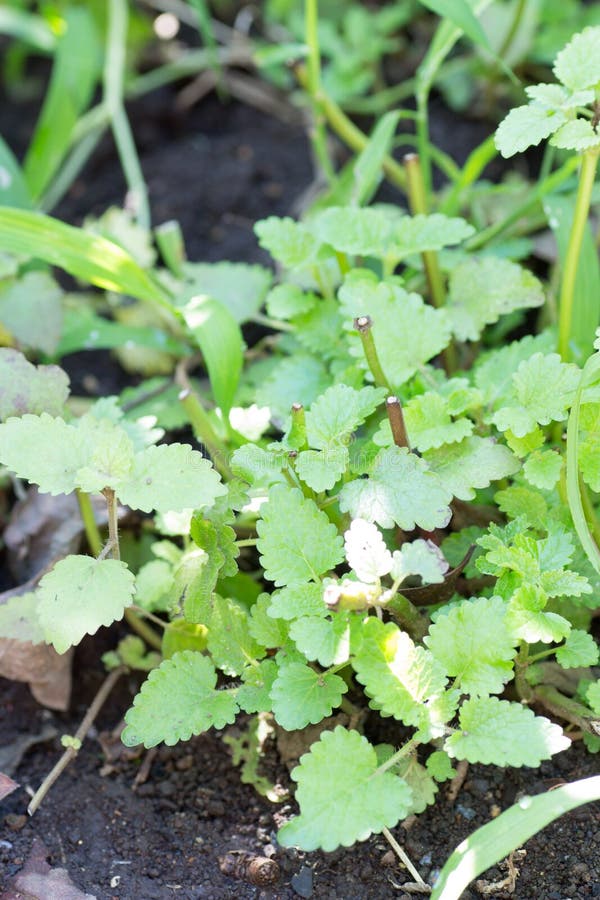 Wild lemon balm stock image. Image of aroma, natural - 77591069
