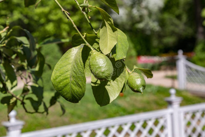 Wild lemon tree stock photo. Image of season, plant, healthy - 50604480