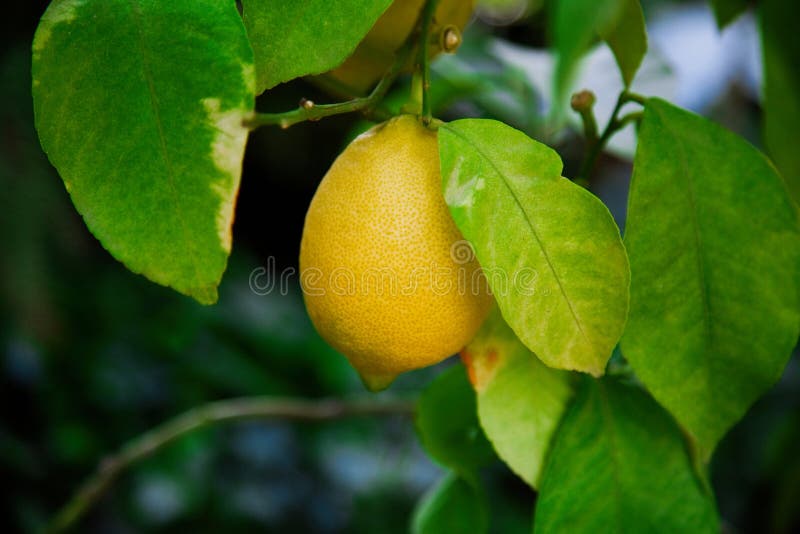 Wild lemon on a branch stock photo. Image of outdoor - 116336196