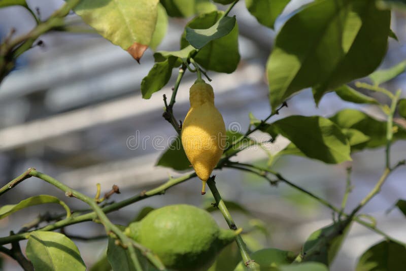 Wild lemon on a branch stock image. Image of foliage - 144168771