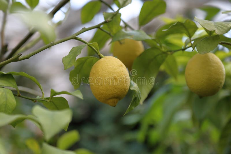 Wild lemon on a branch stock image. Image of rutaceae - 144168875