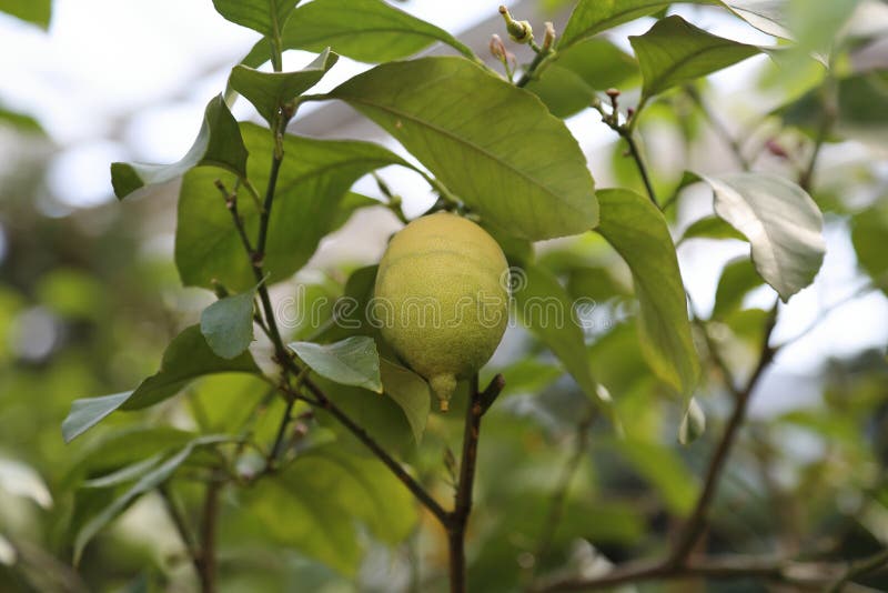 Wild lemon on a branch stock photo. Image of closeup - 144168880