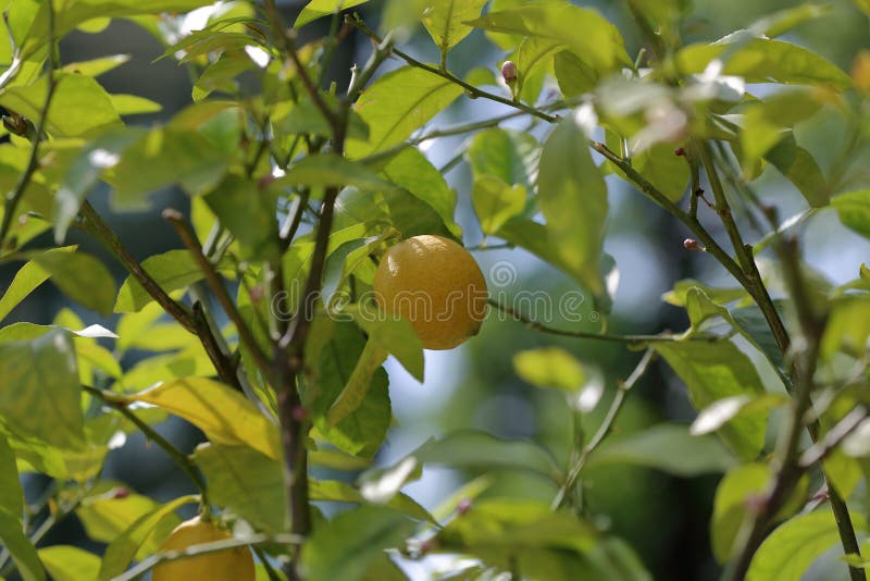 Wild lemon on a branch stock photo. Image of plant, harvest - 147377242