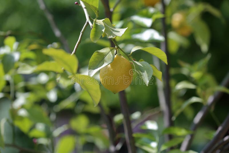 Wild lemon on a branch stock image. Image of healthy - 147377301