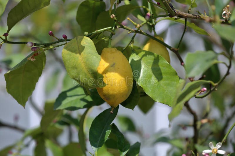 Wild lemon on a branch stock photo. Image of outdoor - 116336196