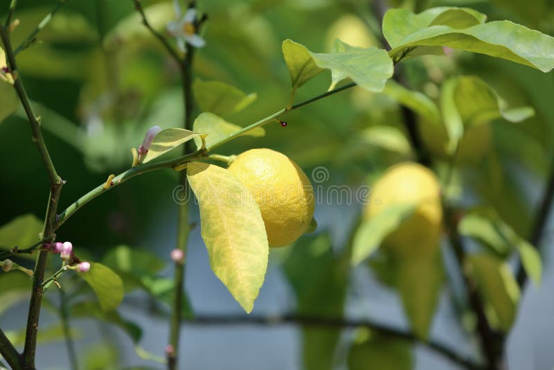 Wild lemon on a branch stock photo. Image of outdoor - 116336196