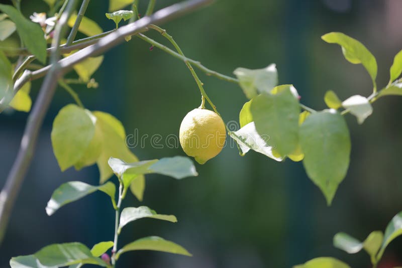 Wild lemon on a branch stock photo. Image of outdoor - 116336196
