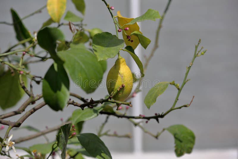 Wild lemon on a branch stock photo. Image of branch - 147377606
