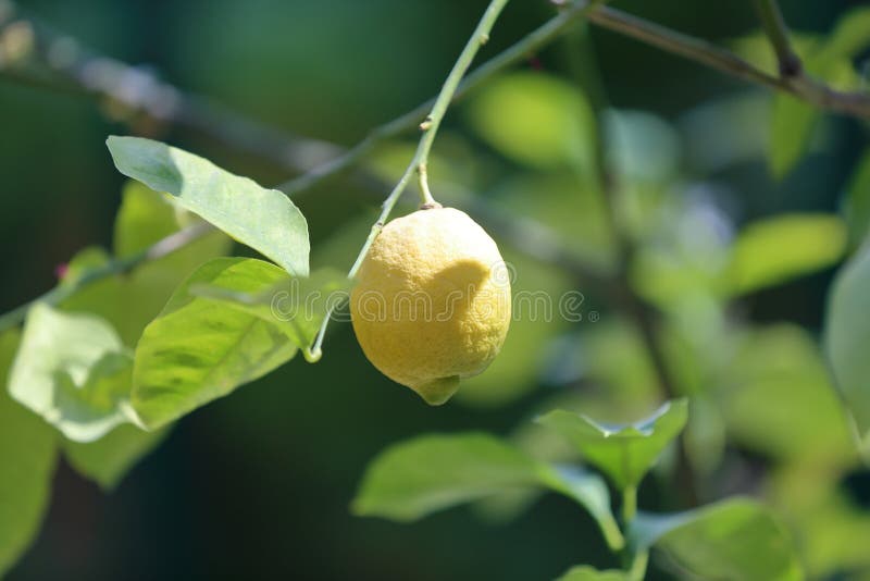 Wild lemon on a branch stock image. Image of leaves - 147377609