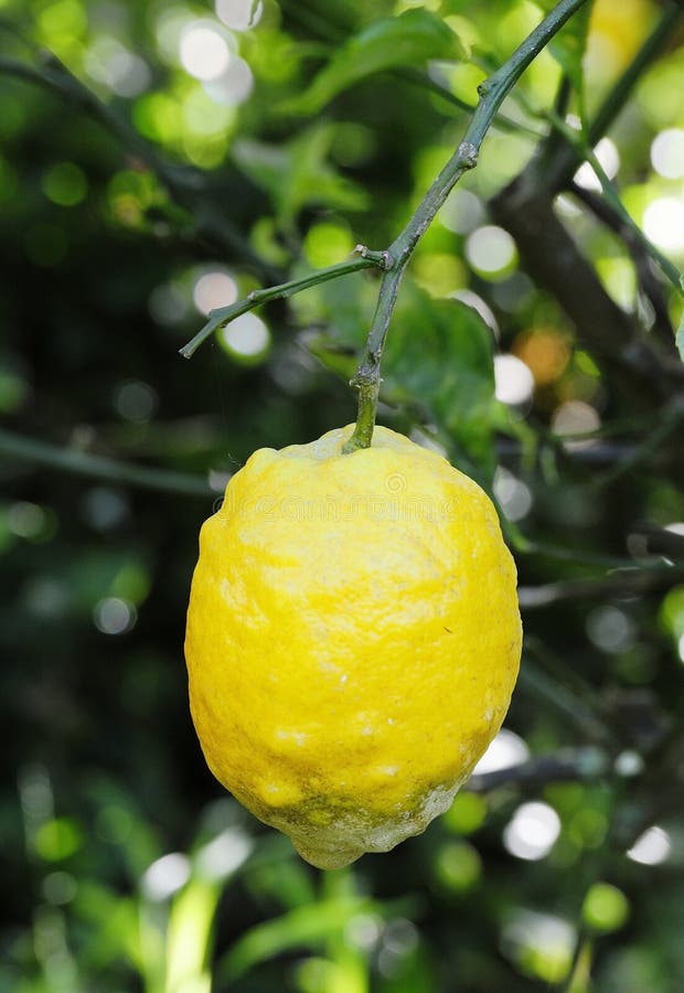Wild Lemon in a Garden Tree Stock Image - Image of yellow, acid: 323272065