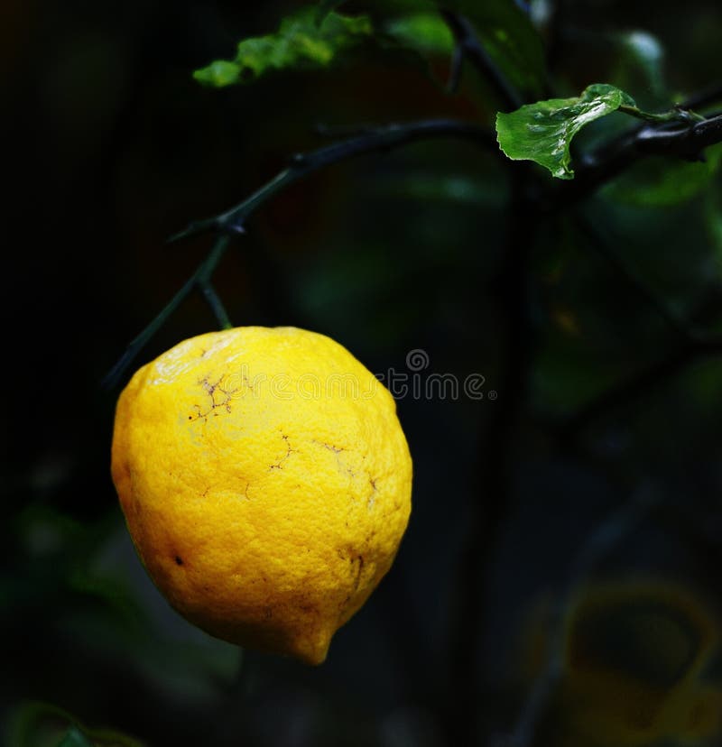 Wild Lemon in a Garden Tree Stock Photo - Image of citric, juice: 323272068