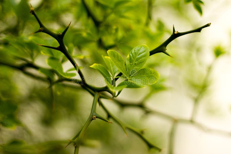 Wild lemon tree stock photo. Image of lemon, wildlife - 62155622