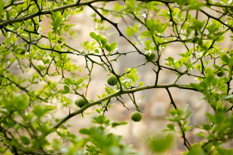 Wild lemon tree stock image. Image of spiked, ripe, peel - 50604323
