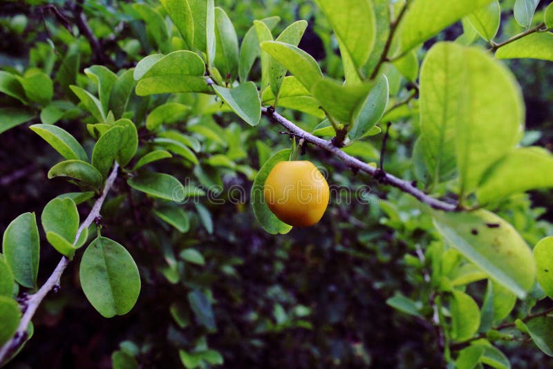 Wild lemon tree stock photo. Image of wildlife, lemon - 62155622