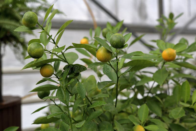 Wild lemons on a branch stock photo. Image of juicy, park - 84749522