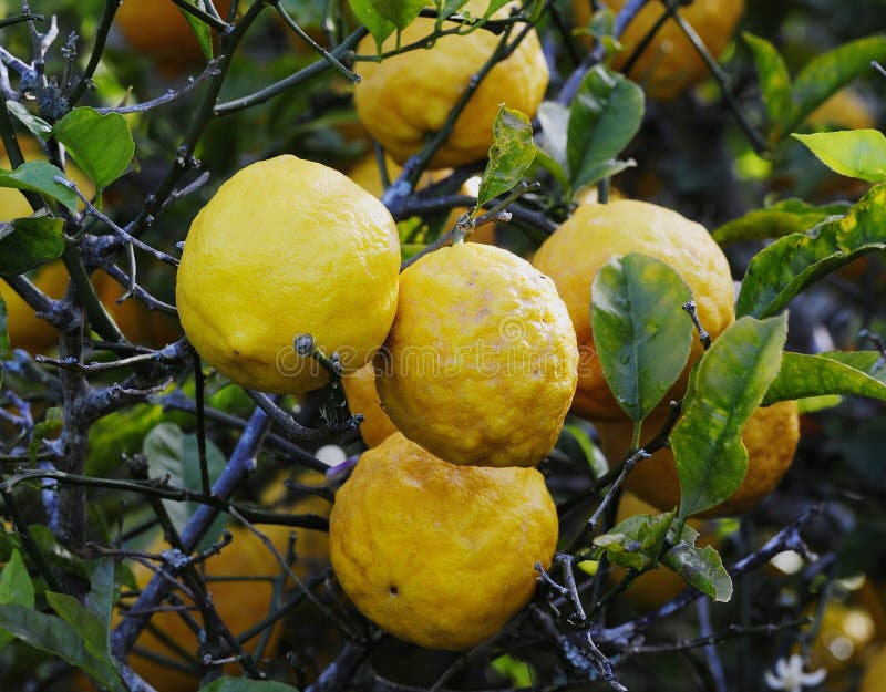 Wild Lemons in a Garden Tree Stock Photo - Image of rutaceae, garden ...