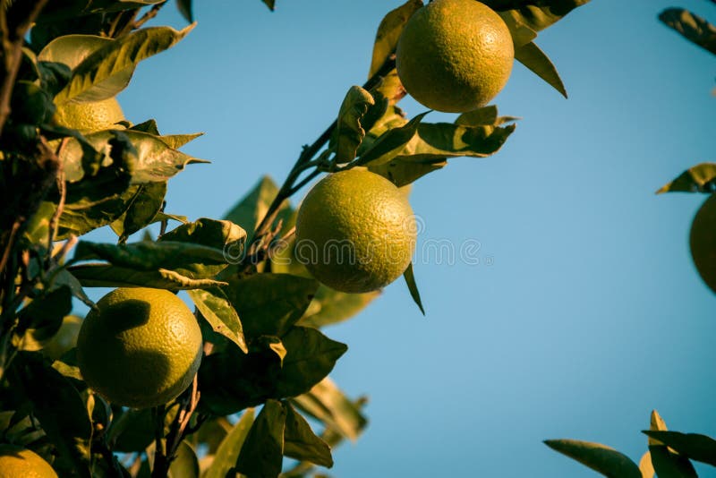Wild Lemons Growing Outdoors Stock Photo - Image of citrus, harvest ...