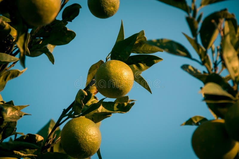 Wild Lemons Growing Outdoors Stock Image - Image of garden, limon ...