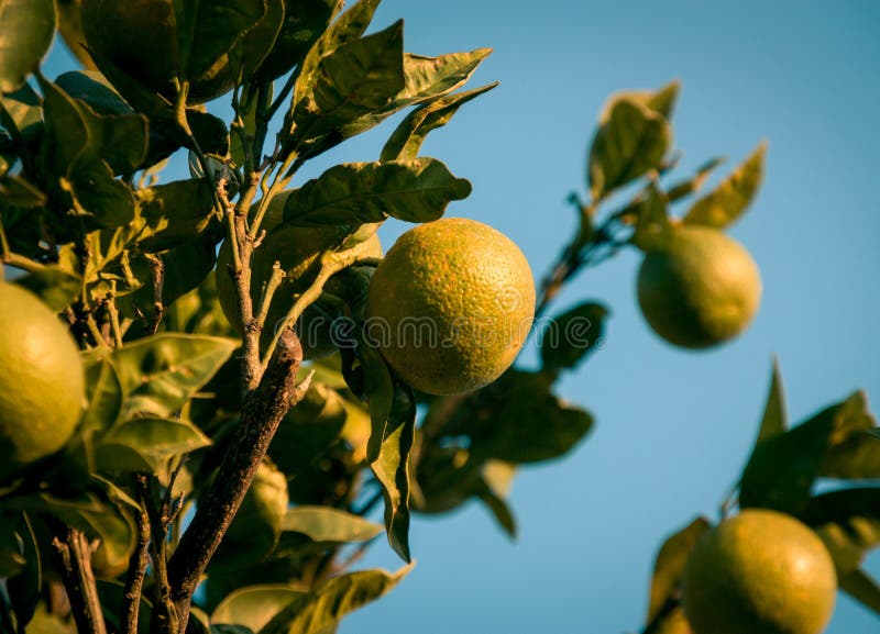 Wild lemons on a branch stock photo. Image of juicy, park - 84749522