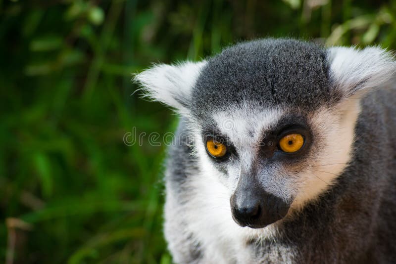 Wild lemur that is curious stock photo. Image of mammal - 97482810