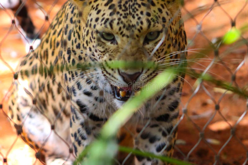 Wild Leopard Looking Front Face in the Zoo Cage Stock Image - Image of ...