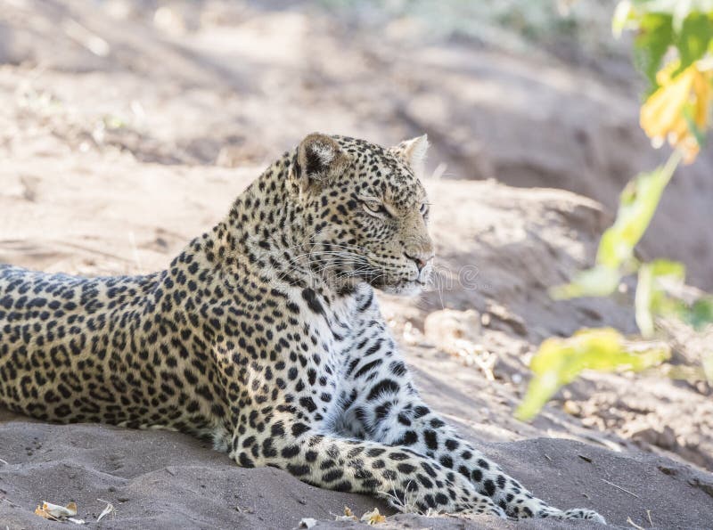 Wild Leopard (Panthera Pardus) Resting on a River Bank Stock Photo ...