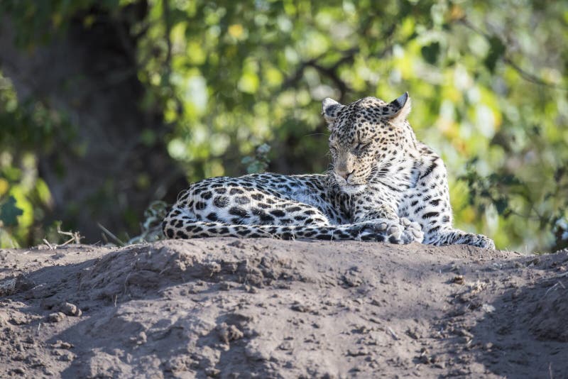 Wild Leopard (Panthera Pardus) Resting on a River Bank Stock Photo ...