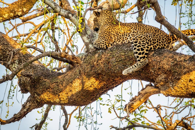 Wild Leopard Resting Over Tree Branch, Bottom View Stock Image - Image ...