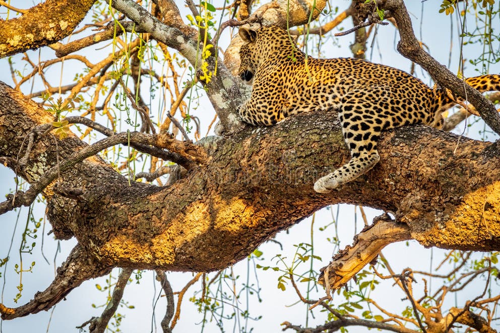 Wild Leopard Resting Over Tree Branch, Bottom View Stock Image - Image ...