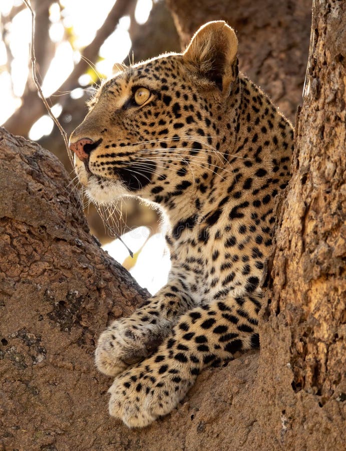 Wild Leopard on Top of the Tree Looking Far for Preys Stock Image ...