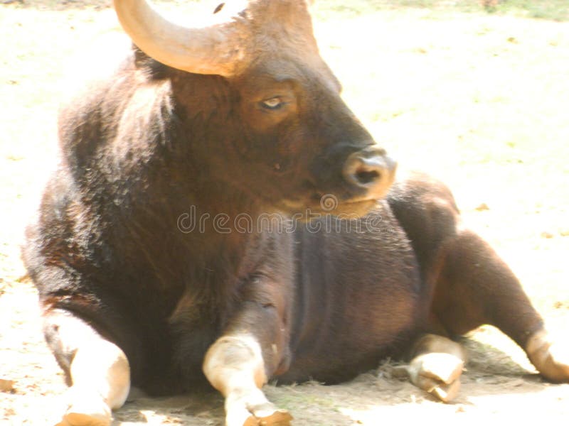 Bhaisa Stock Photos - Free & Royalty-Free Stock Photos from Dreamstime