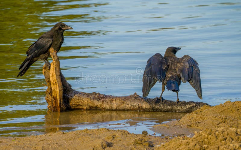 Two Carrion Crows on the Branch Lying in Water by the Shore Stock Photo ...