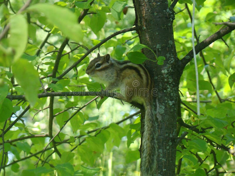 CHIPMUNK. stock image. Image of chipmunk, cute, wild - 110554107