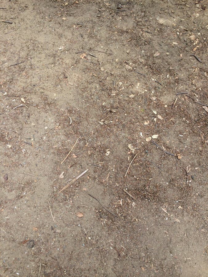 Wild life stock photo. Image of soil, wild, life, forest - 46475618