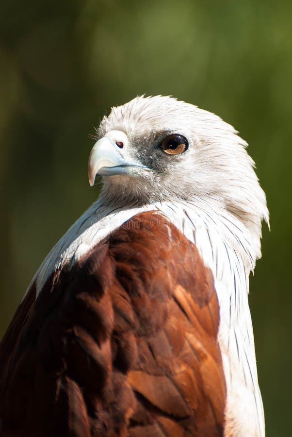 Wild life Hawk stock photo. Image of place, park, abstract - 93036552