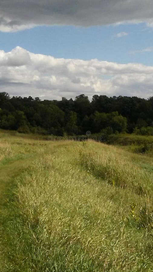 Wild life stock photo. Image of wild, park, life, great - 114930490