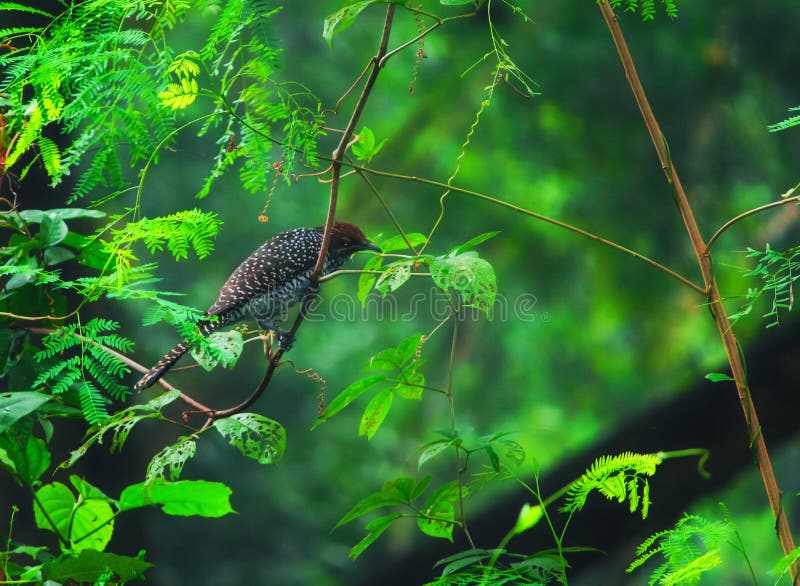 Indian Cuckoo bird stock image. Image of bill, bird, sitting - 69127047