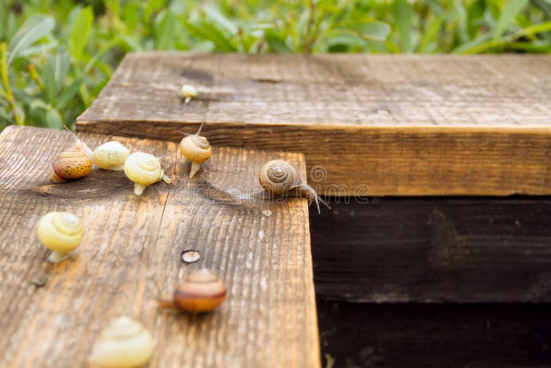 Wild Life of Snails in the Nature Stock Image - Image of forest, body ...